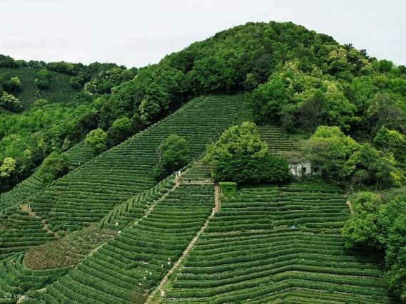 Hangzhou One-Day Tour [Round Trip by High-speed Rail + Cruise on West ...